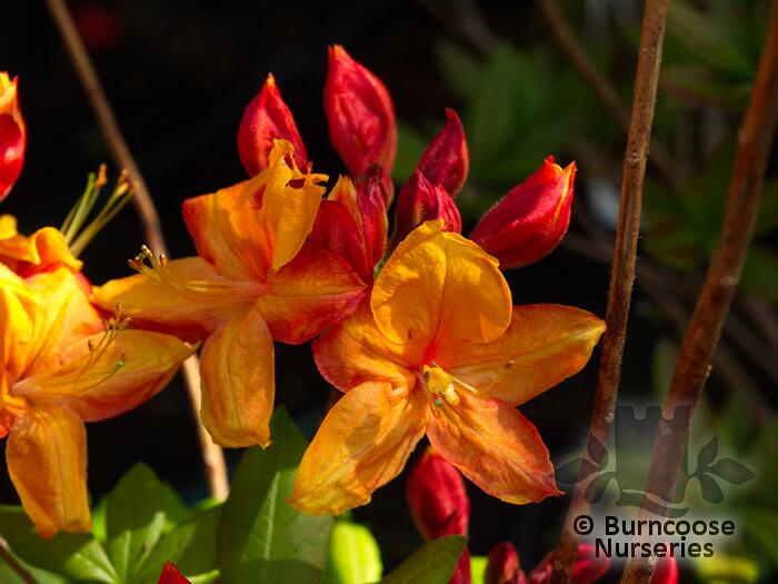 Azalea - Deciduous 'Golden Eagle' from Burncoose Nurseries