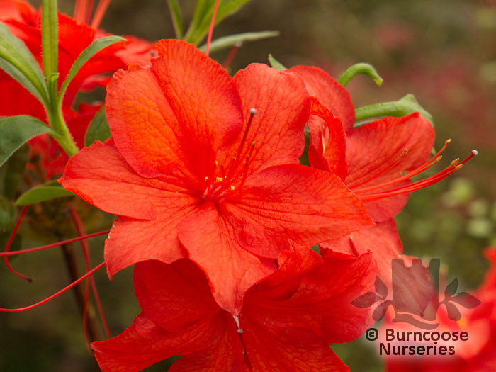 Azalea - Deciduous 'Royal Command' from Burncoose Nurseries