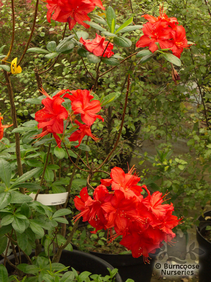 Azalea - Deciduous 'Royal Command' from Burncoose Nurseries