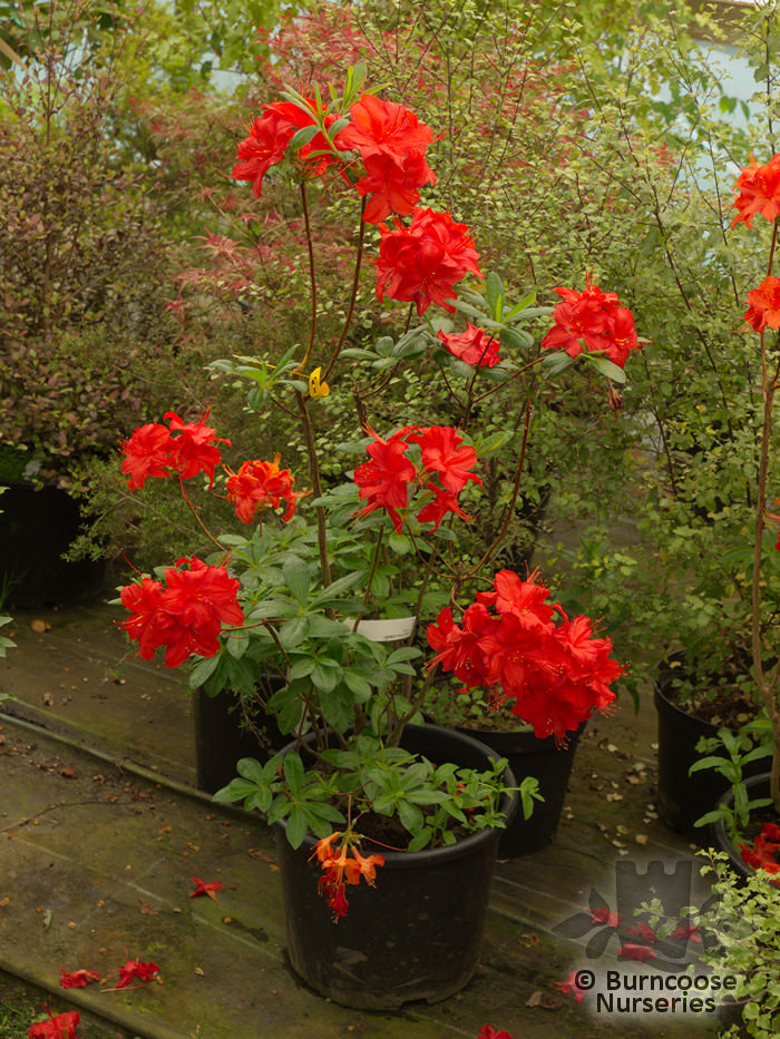Azalea - Deciduous 'Royal Command' from Burncoose Nurseries