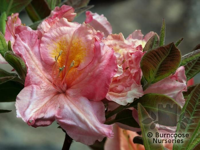 Azalea - Deciduous 'Berryrose' from Burncoose Nurseries