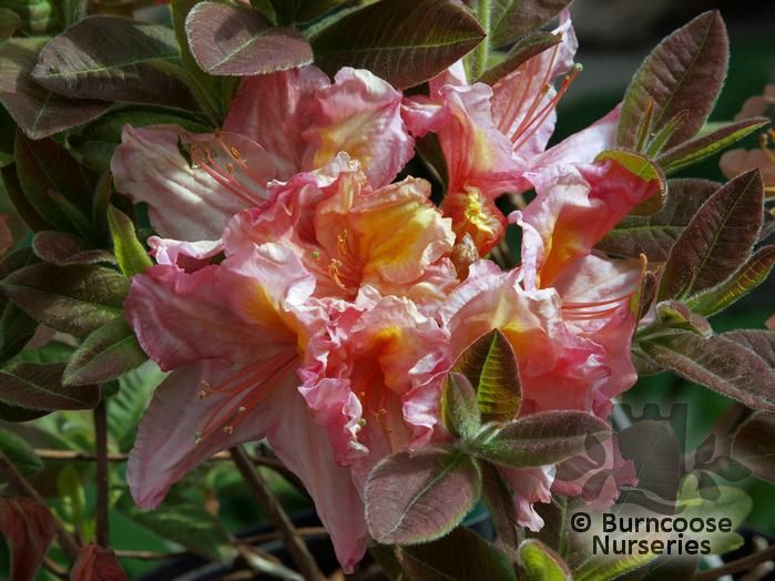 Azalea - Deciduous 'Berryrose' from Burncoose Nurseries