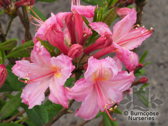 Azalea - Deciduous 'Candy Lights' from Burncoose Nurseries