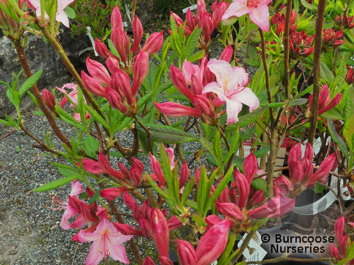 Azalea - Deciduous 'Candy Lights' from Burncoose Nurseries