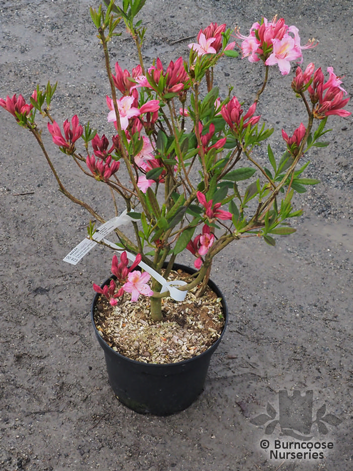 Azalea - Deciduous 'Candy Lights' from Burncoose Nurseries