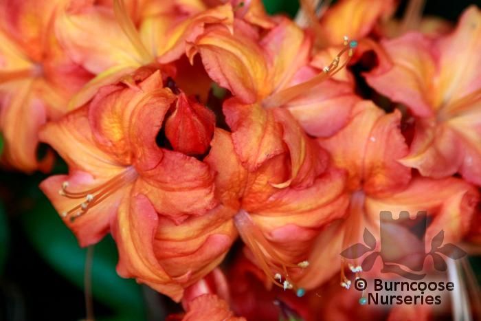Azalea - Deciduous 'Firework' from Burncoose Nurseries