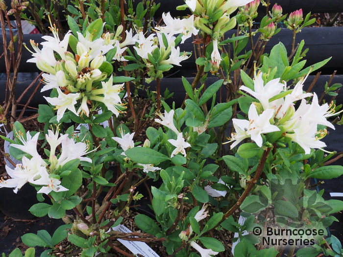 Azalea - Deciduous 'Fragrant Star' from Burncoose Nurseries