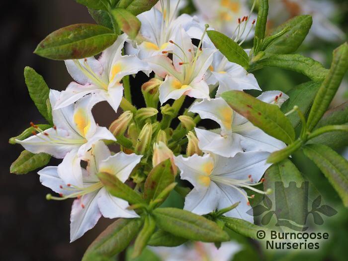 Azalea - Deciduous 'Summer Fragrance' from Burncoose Nurseries