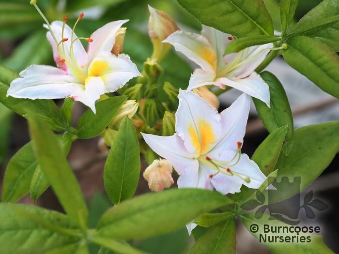 Azalea - Deciduous 'Summer Fragrance' from Burncoose Nurseries