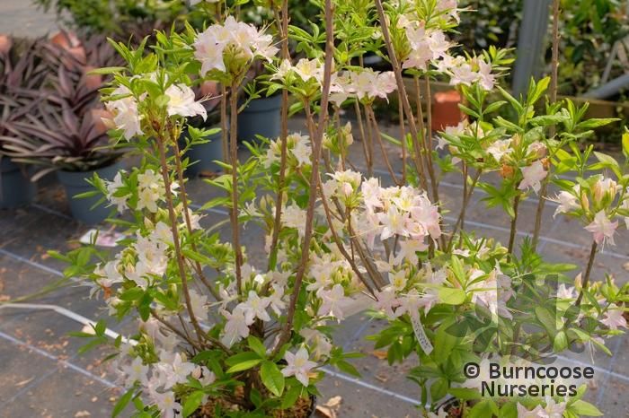 Azalea - Deciduous 'Summer Fragrance' from Burncoose Nurseries