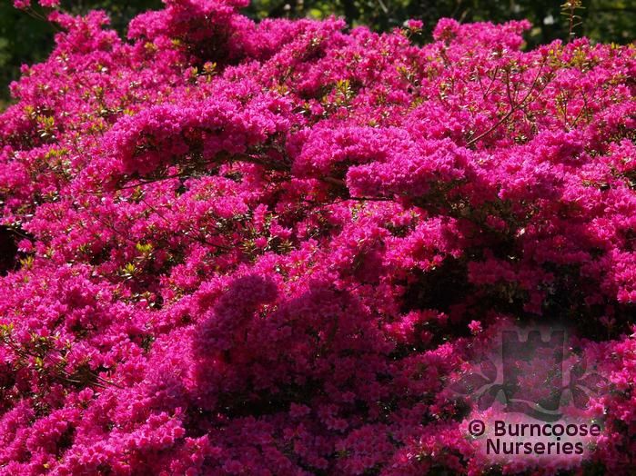 Azalea - Evergreen 'Amoena' from Burncoose Nurseries
