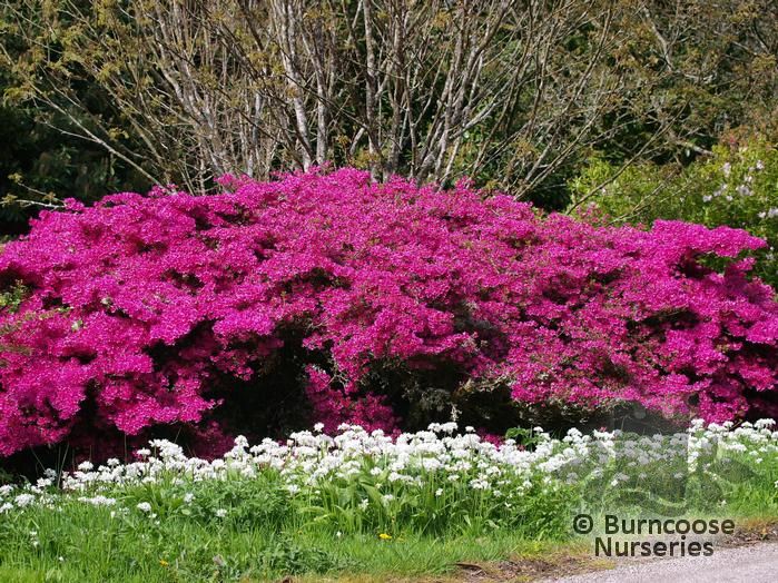 Azalea - Evergreen 'Amoena' from Burncoose Nurseries