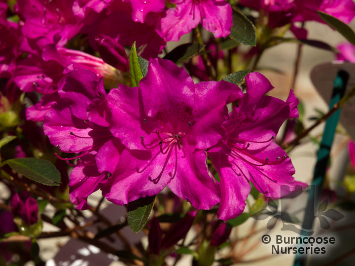 Azalea - Evergreen 'Blue Danube' from Burncoose Nurseries