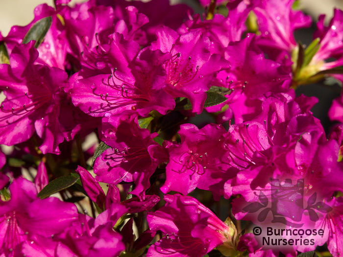 Azalea - Evergreen 'Blue Danube' from Burncoose Nurseries