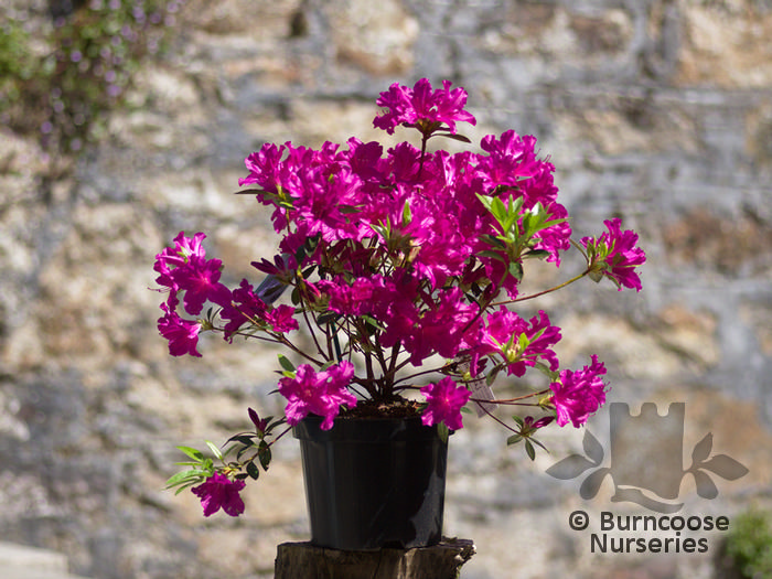 Azalea - Evergreen 'Blue Danube' from Burncoose Nurseries