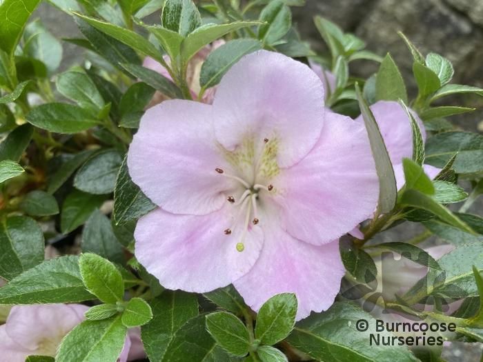 Azalea - Evergreen 'Blue Moon' from Burncoose Nurseries