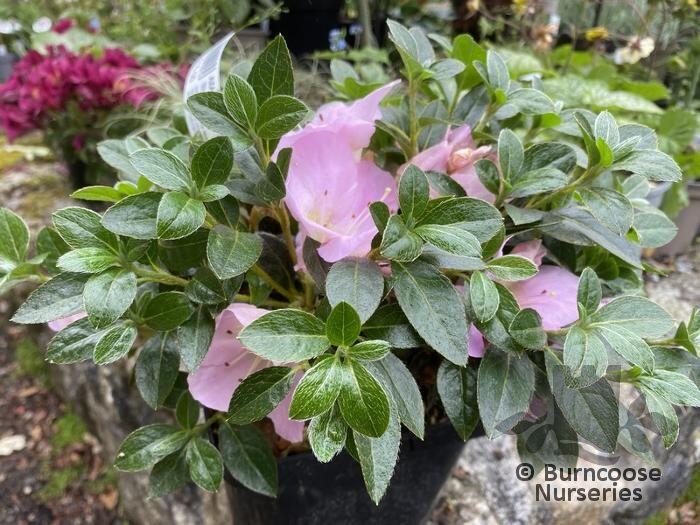 Azalea - Evergreen 'Blue Moon' from Burncoose Nurseries