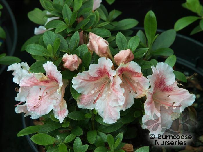 Azalea - Evergreen 'Carnival' from Burncoose Nurseries