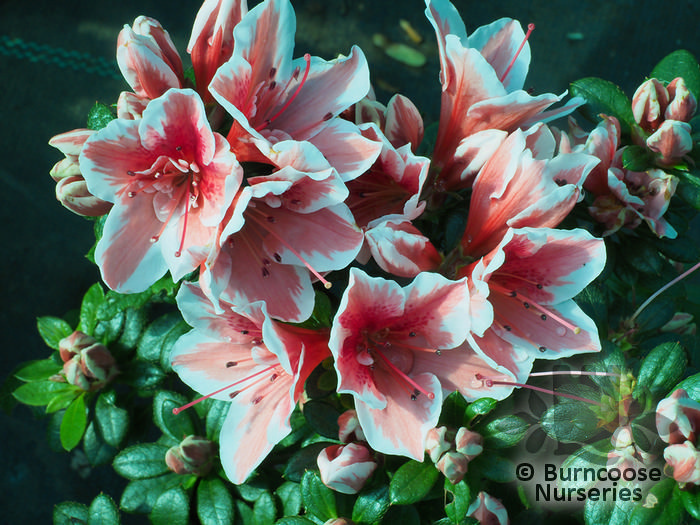 Azalea - Evergreen 'Carnival' from Burncoose Nurseries