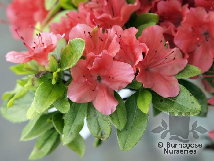 Azalea - Evergreen 'Geisha Orange' from Burncoose Nurseries