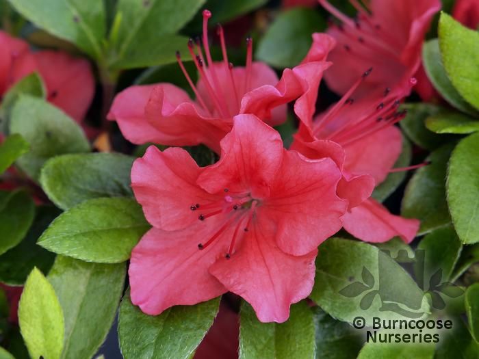 Azalea - Evergreen 'Geisha Orange' from Burncoose Nurseries