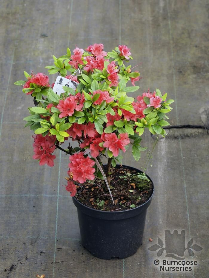 Azalea - Evergreen 'Geisha Orange' from Burncoose Nurseries