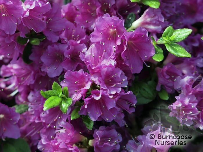 Azalea - Evergreen 'Geisha Purple' from Burncoose Nurseries