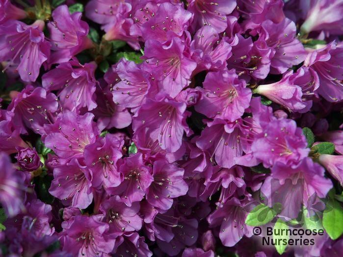 Azalea - Evergreen 'Geisha Purple' from Burncoose Nurseries