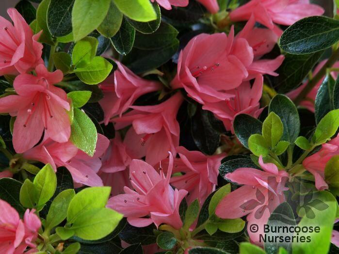 Azalea - Evergreen 'Kirin' from Burncoose Nurseries