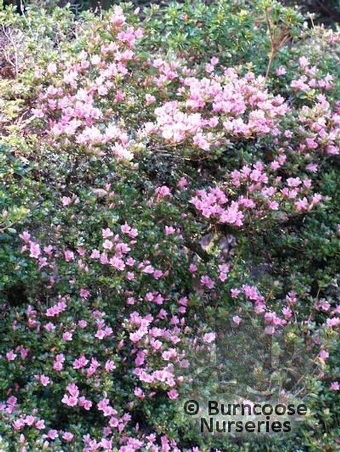 Azalea - Evergreen 'Kirin' from Burncoose Nurseries