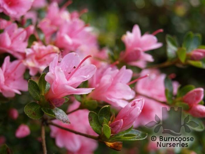 Azalea - Evergreen 'Kirin' from Burncoose Nurseries