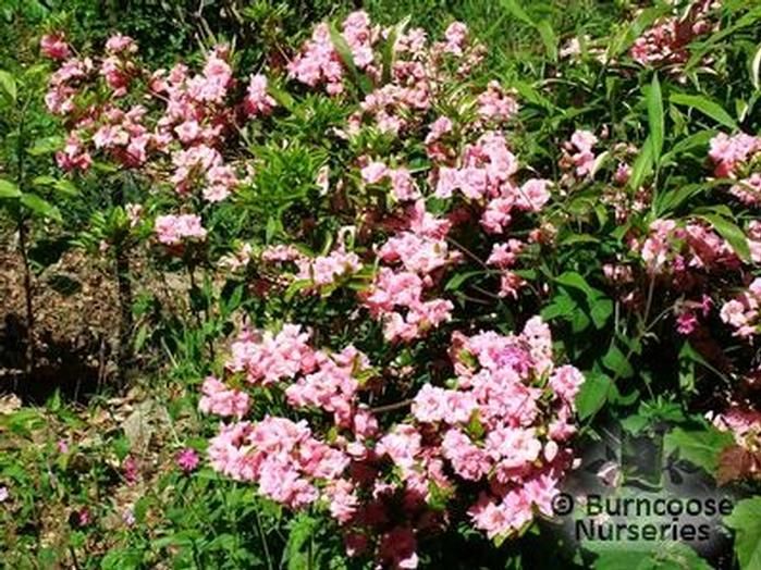 Azalea - Evergreen 'Rosebud' from Burncoose Nurseries