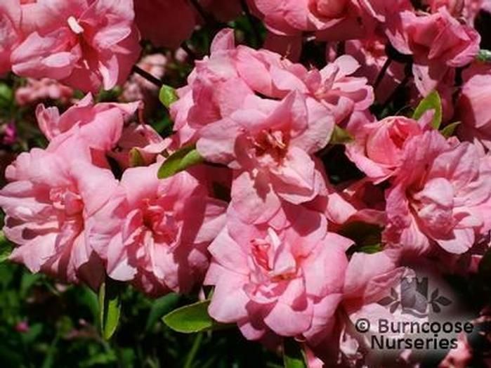 Azalea - Evergreen 'Rosebud' from Burncoose Nurseries