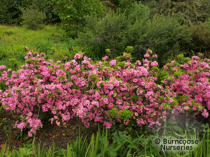 Azalea - Evergreen 'Rosebud' from Burncoose Nurseries
