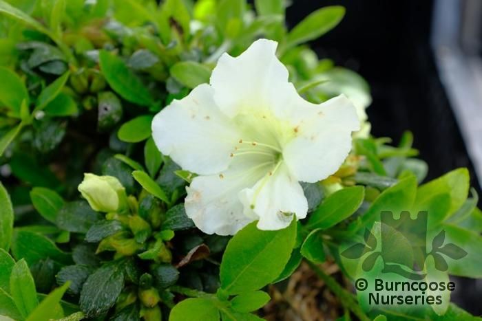 Azalea - Evergreen 'White Moon' from Burncoose Nurseries