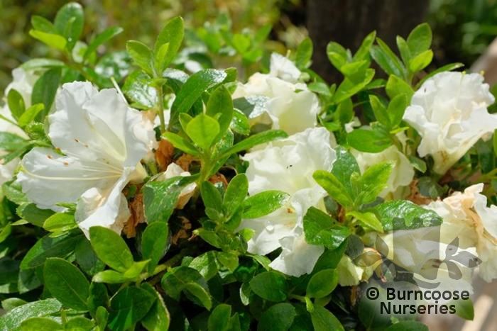 Azalea - Evergreen 'White Moon' from Burncoose Nurseries