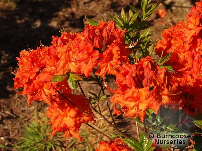 Azalea - Deciduous 'Fireball' from Burncoose Nurseries