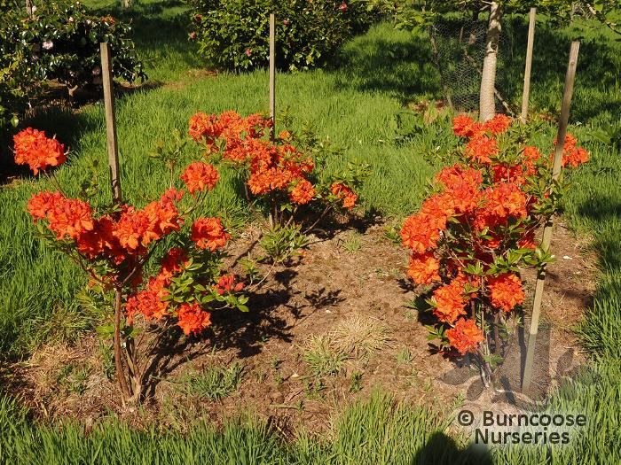 Azalea - Deciduous 'Fireball' from Burncoose Nurseries