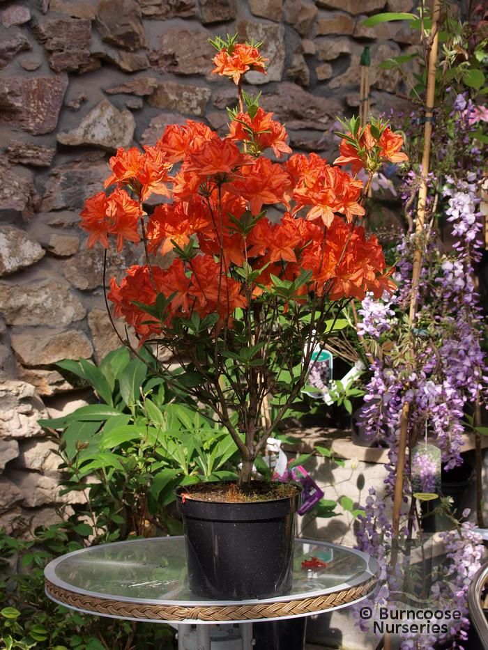Azalea - Deciduous 'Fireball' from Burncoose Nurseries