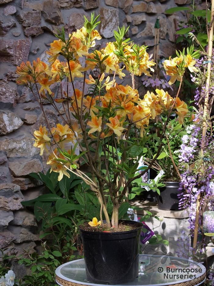 Azalea - Deciduous 'Golden Flare' from Burncoose Nurseries