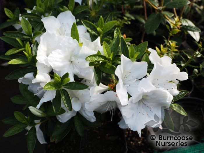 Azalea - Evergreen 'Greenway -White Form' from Burncoose Nurseries