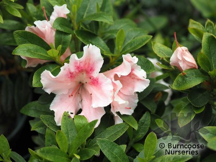 Azalea - Evergreen 'Gumpo' from Burncoose Nurseries
