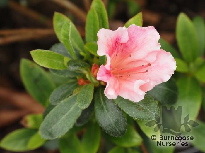 Azalea - Evergreen 'Gumpo' from Burncoose Nurseries