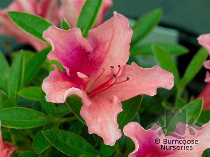 Azalea - Evergreen 'Michael Hill' from Burncoose Nurseries