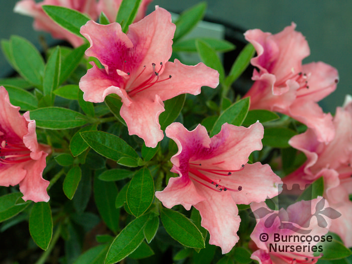 Azalea - Evergreen 'Michael Hill' from Burncoose Nurseries