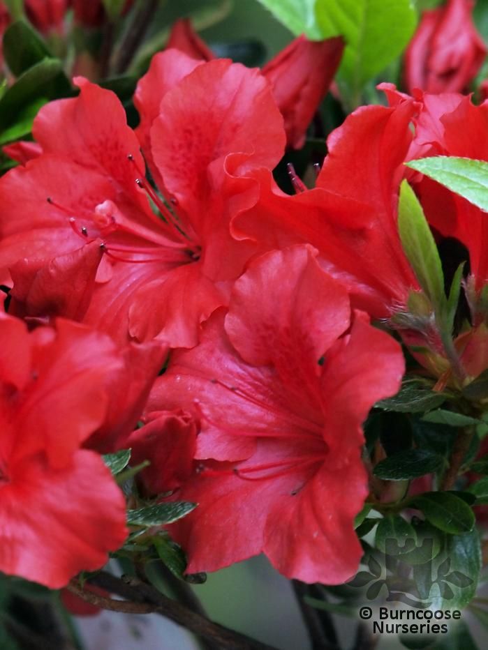 Azalea - Evergreen 'Orange Beauty' from Burncoose Nurseries