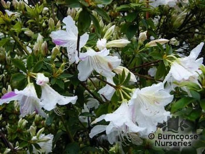 Azalea - Evergreen 'Palestrina' from Burncoose Nurseries