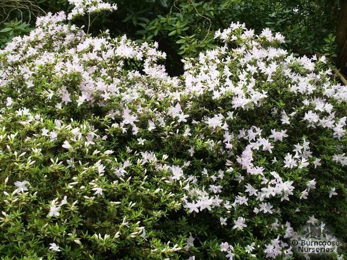 Azalea - Evergreen 'Palestrina' from Burncoose Nurseries