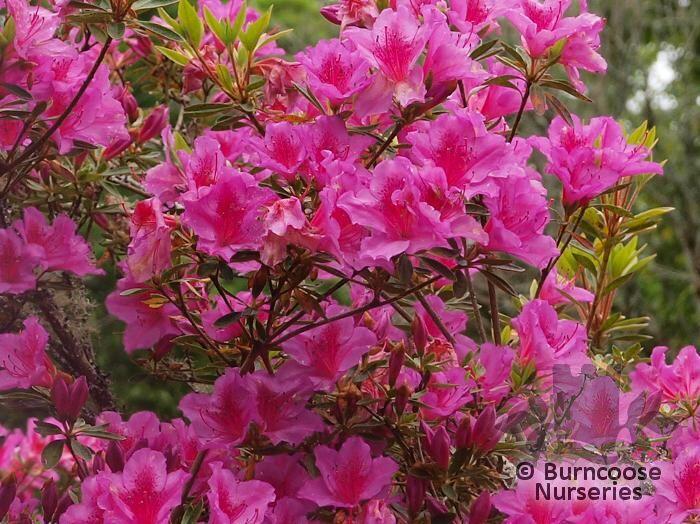 Azalea - Evergreen 'Purple Triumph' from Burncoose Nurseries
