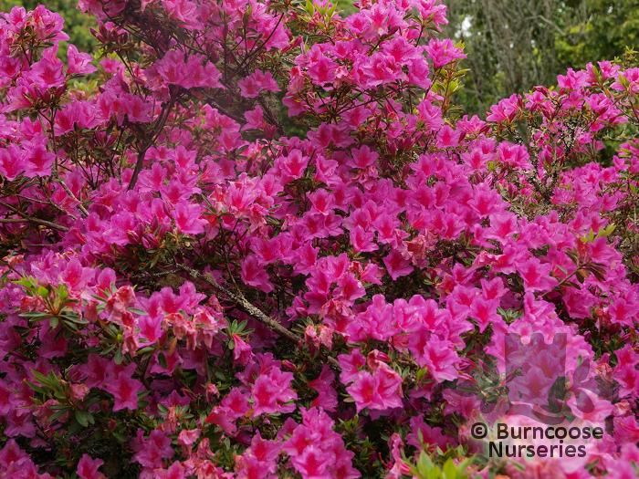 Azalea - Evergreen 'Purple Triumph' from Burncoose Nurseries